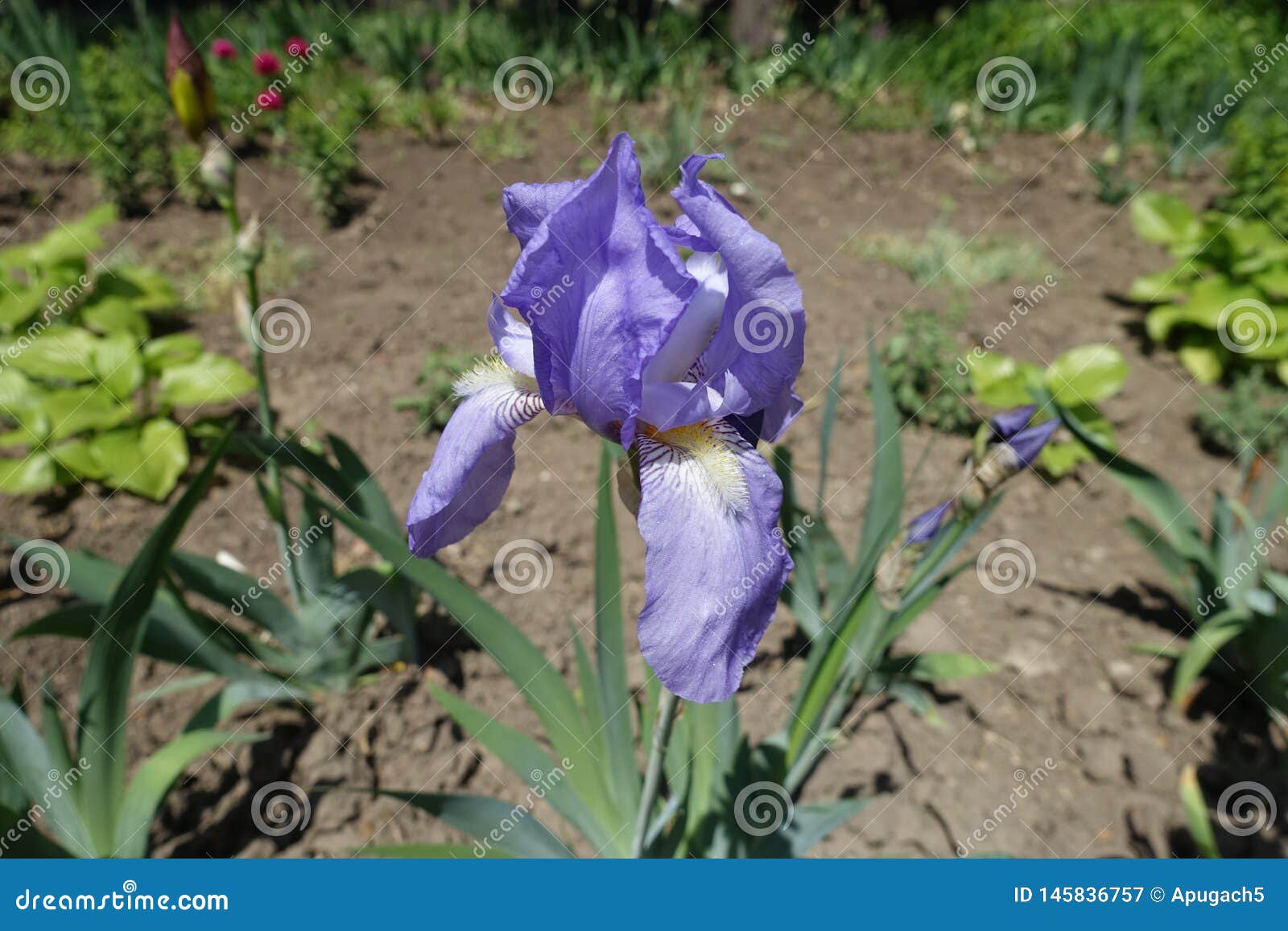 Blue flower of German iris stock image. Image of green - 145836757