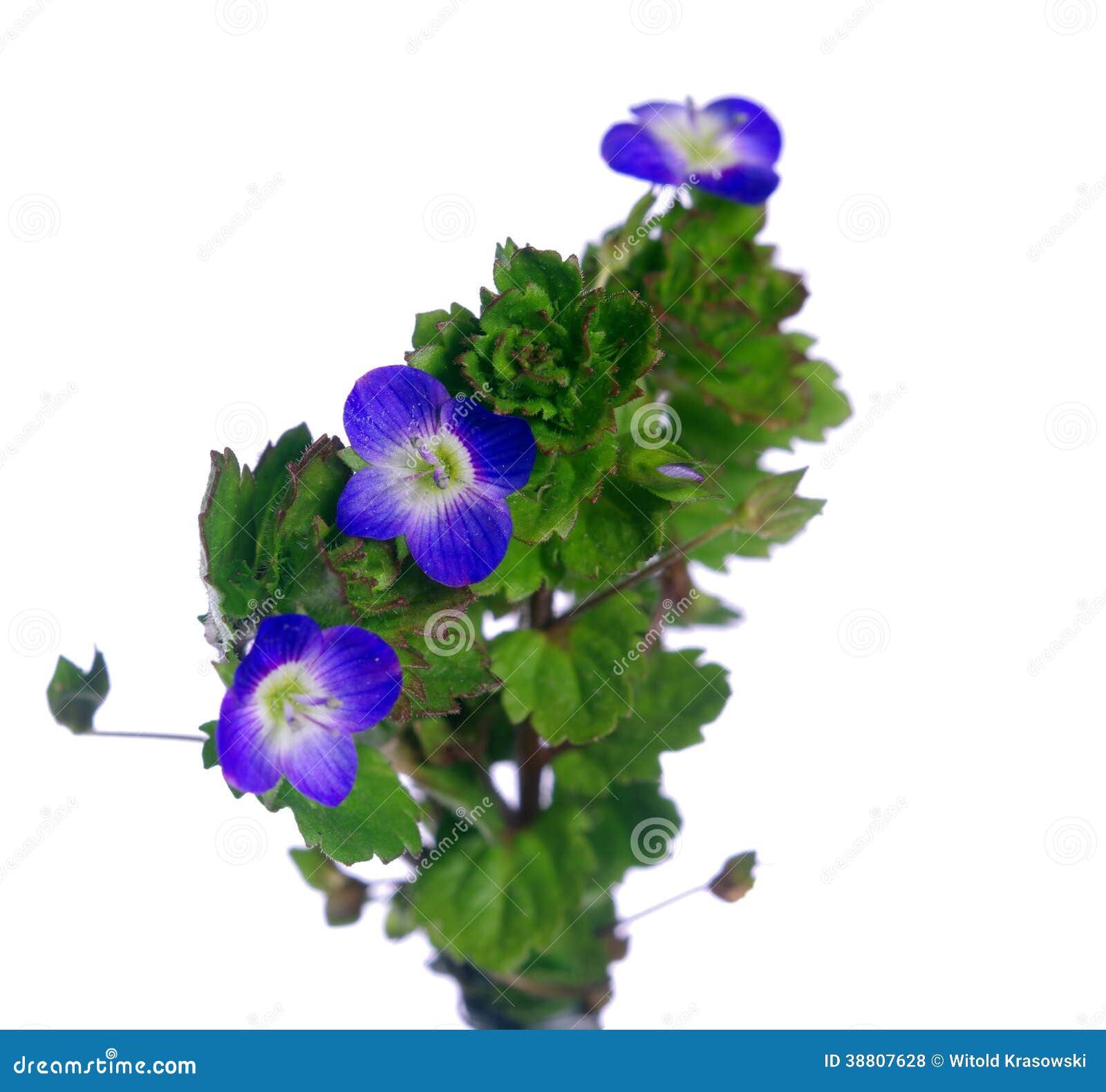 Blue Flower Germander Speedwell Stock Photo - Image of white, veronica ...