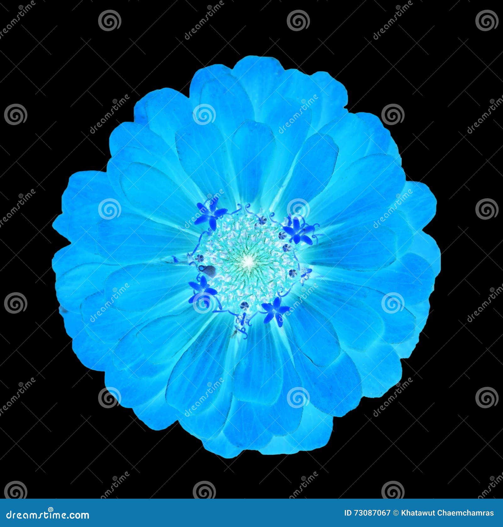 Blue Flower Glow in the Dark Stock Image - Image of style, nature: 73087067