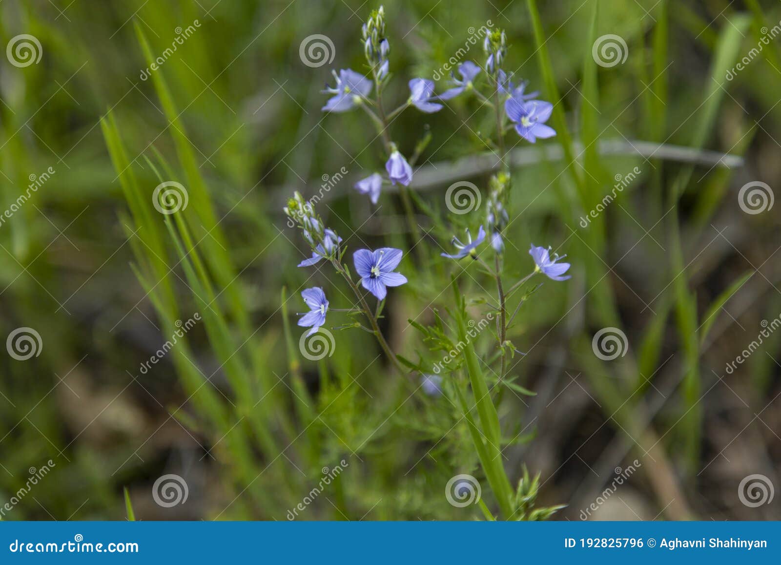 Blue flower in green grass stock photo. Image of grass - 192825796