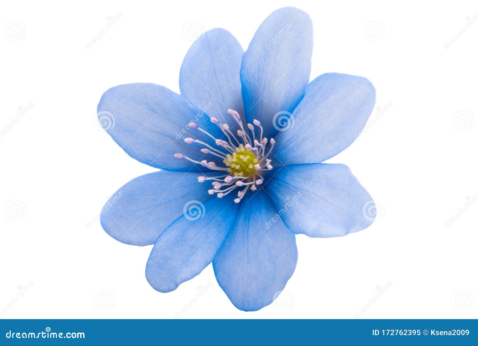 Blue flower isolated stock image. Image of floral, flowers - 172762395