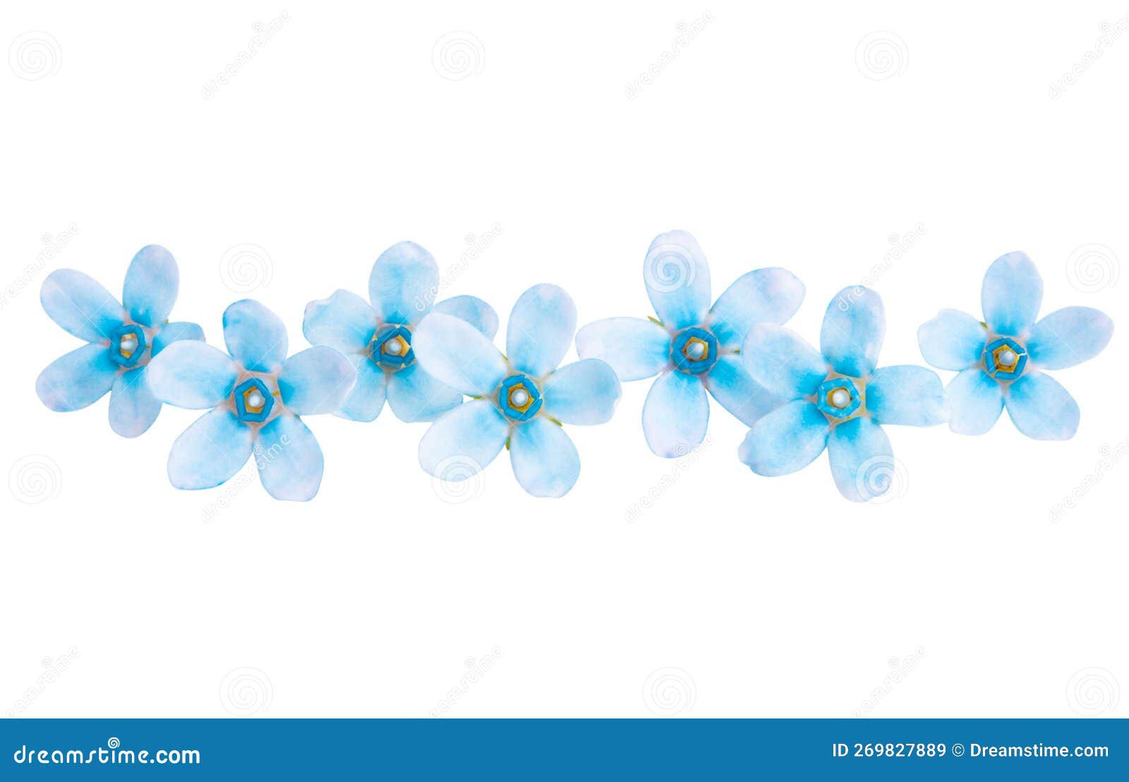 Blue flower isolated stock image. Image of closeup, detail - 269827889