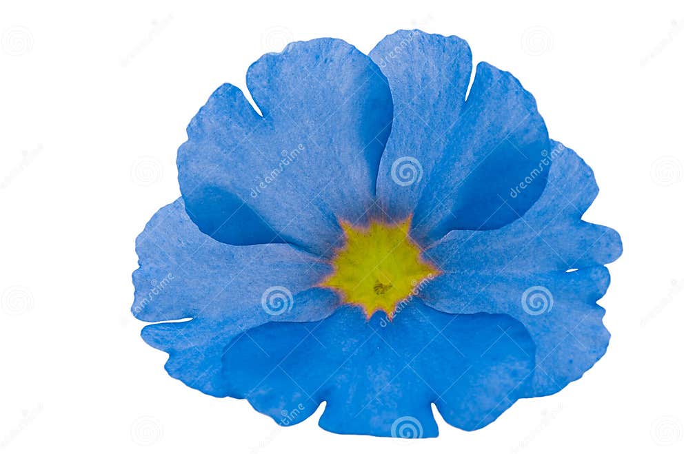 Blue flower isolated stock image. Image of blue, freshness - 273873163