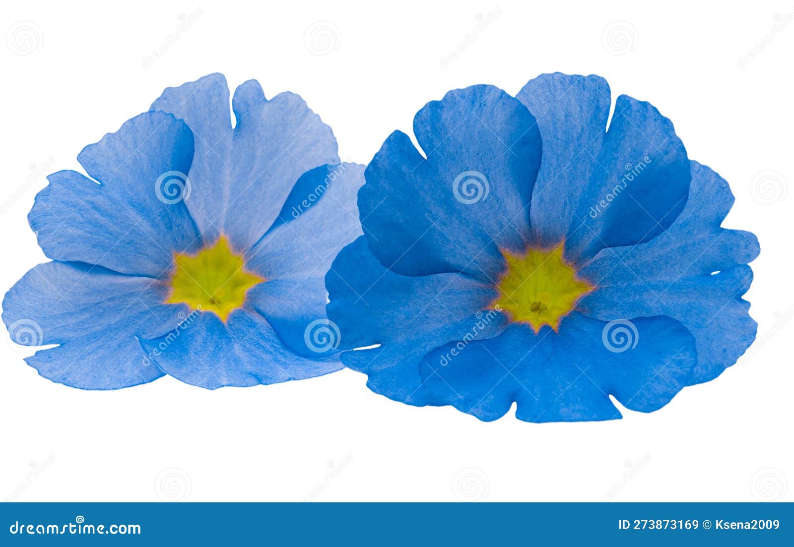 Blue flower isolated stock image. Image of shadows, nature - 273873169