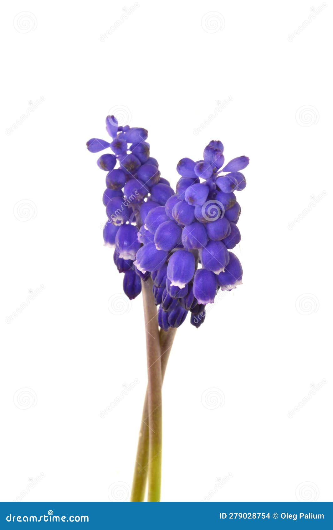 Blue Flower Isolated on White Background Stock Photo - Image of blue ...