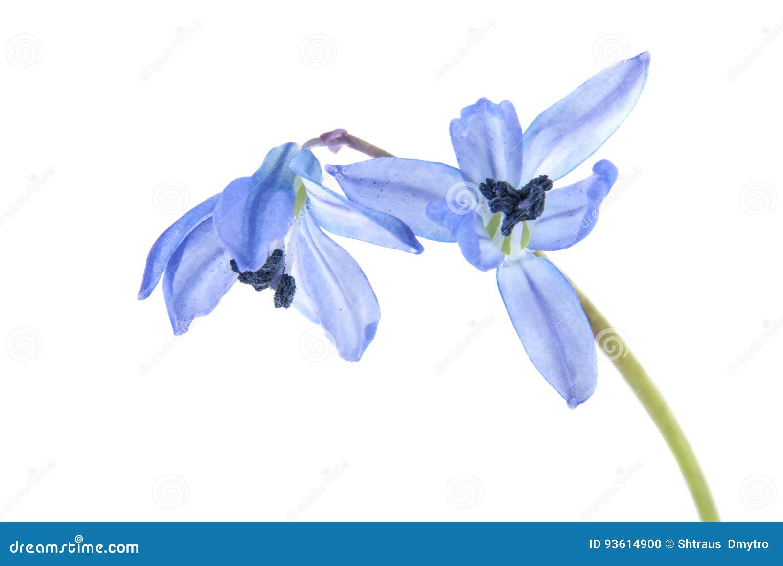 Blue Flower Isolated on White Stock Photo - Image of flora, snow: 93614900