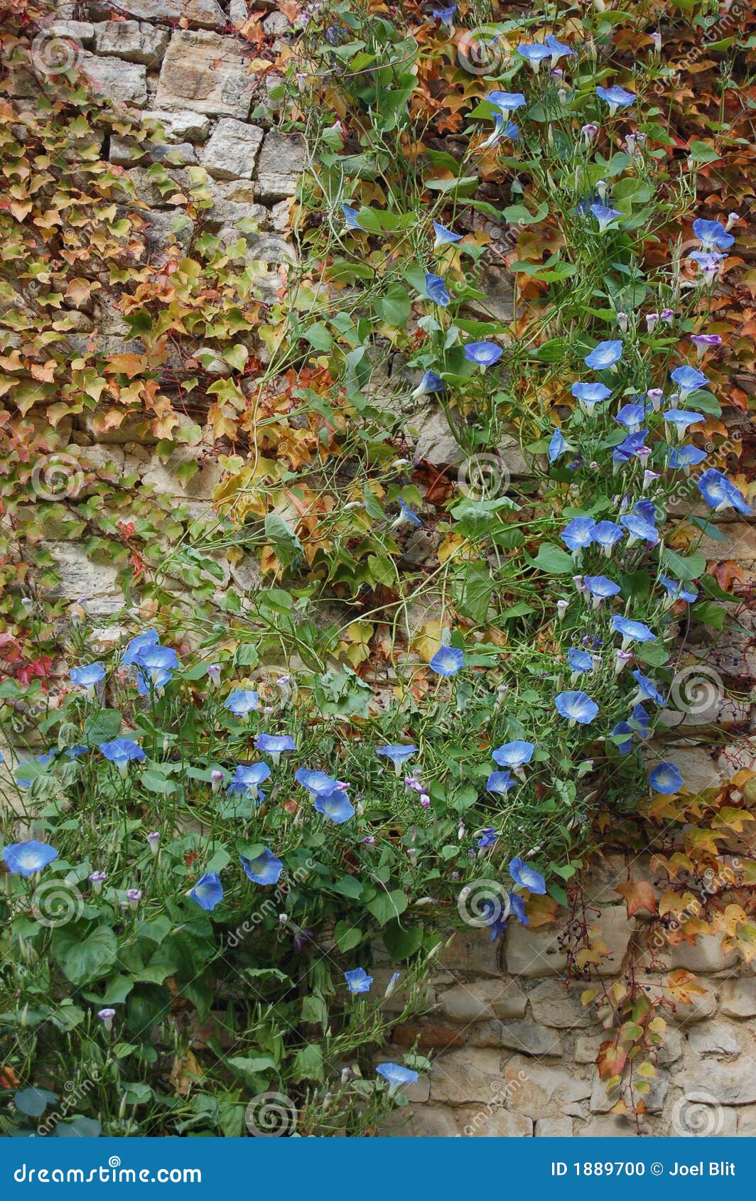 Blue Flower Ivy on Old Stone Wall Stock Photo - Image of provence ...