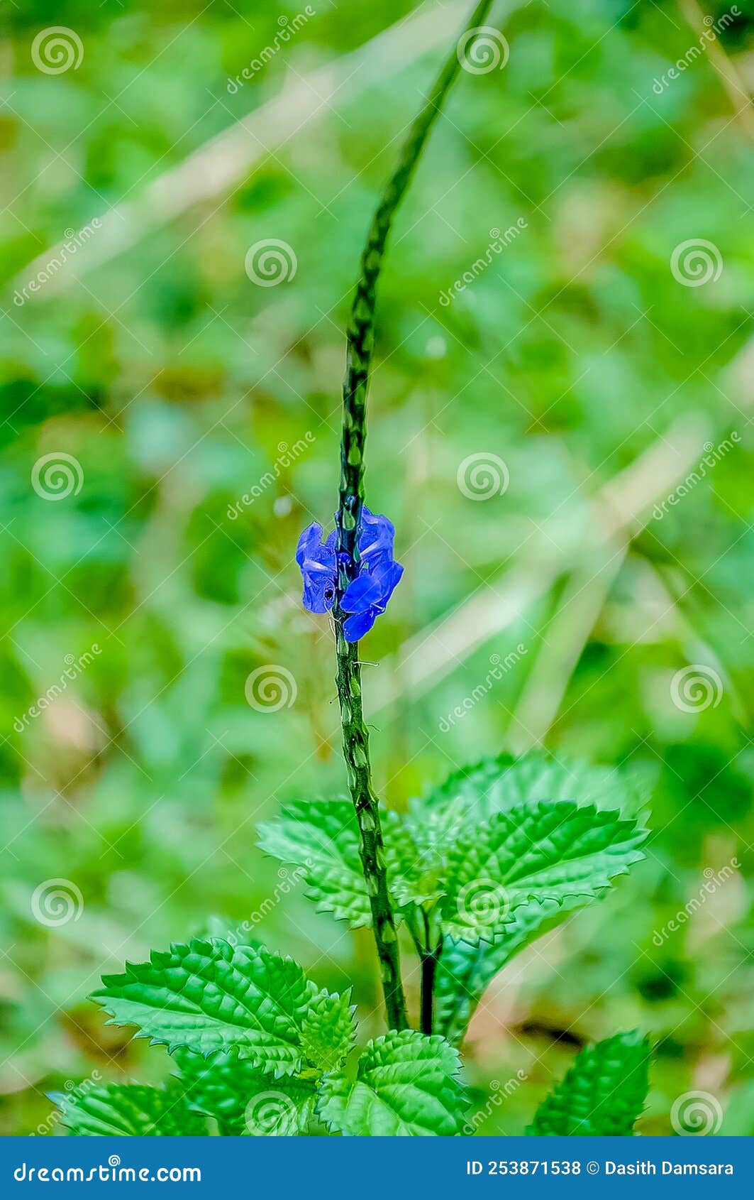 A blue flower with leaves stock photo. Image of shrub - 253871538