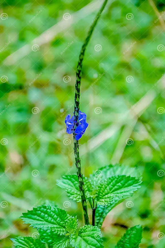 A blue flower with leaves stock photo. Image of shrub - 253871538