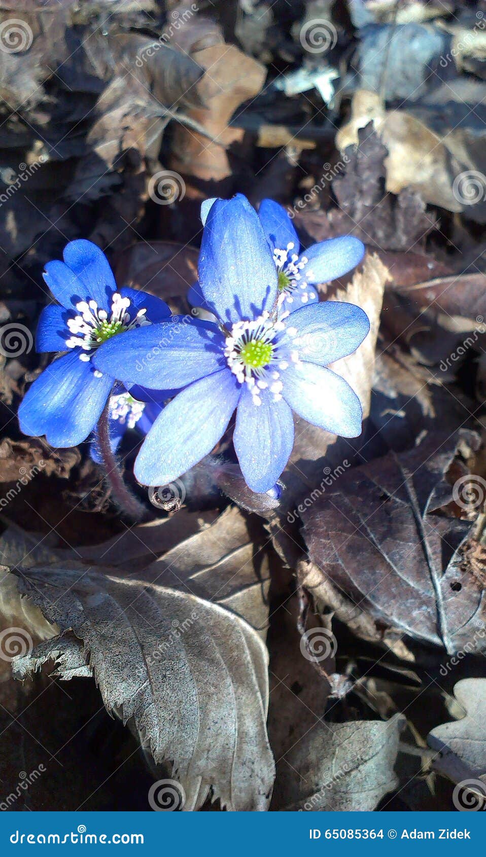 Blue flower in leaves stock photo. Image of blue, blossom - 65085364