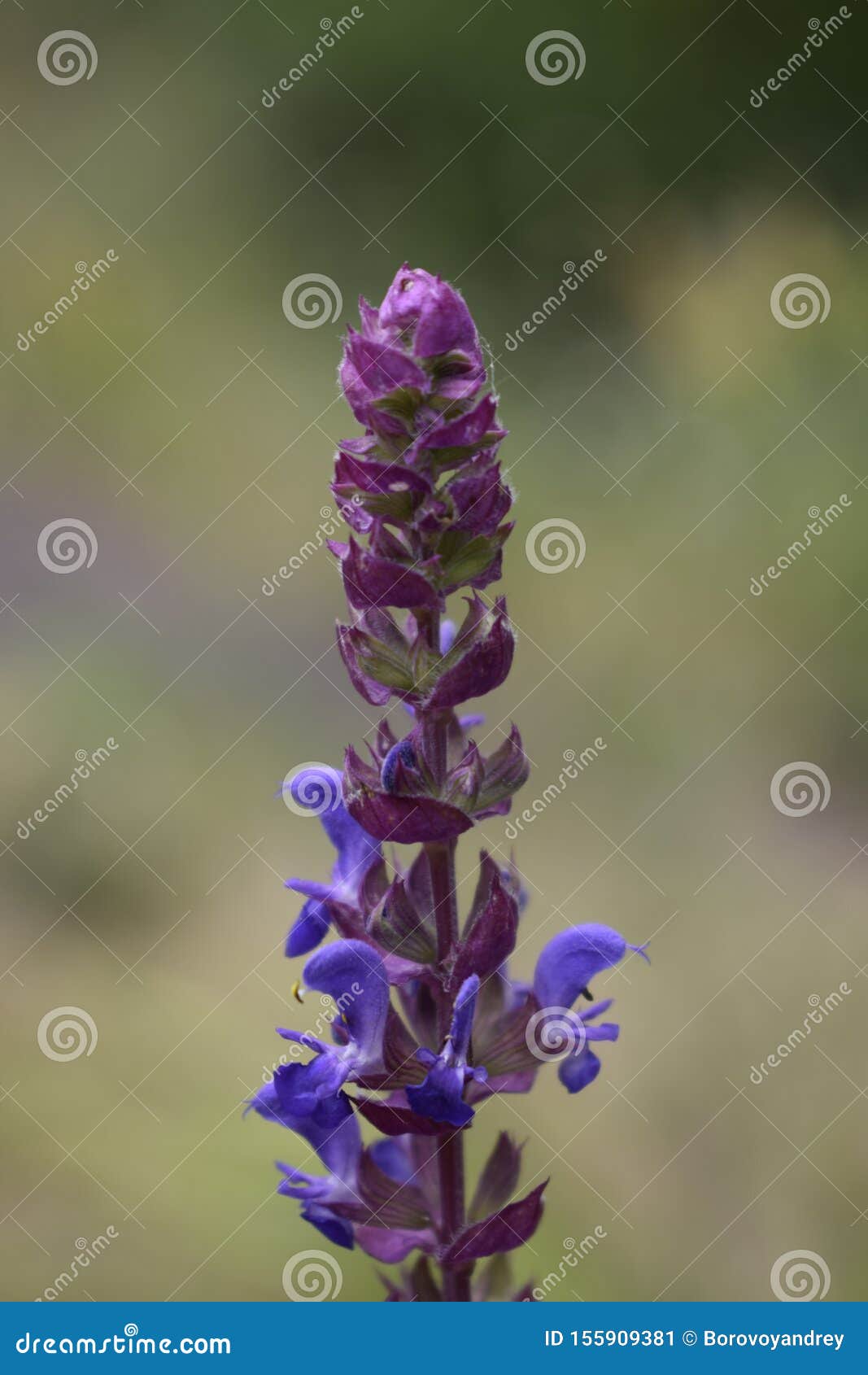 Blue Flower Lupinus Angustifolius. Wolf Beans Stock Image - Image of ...