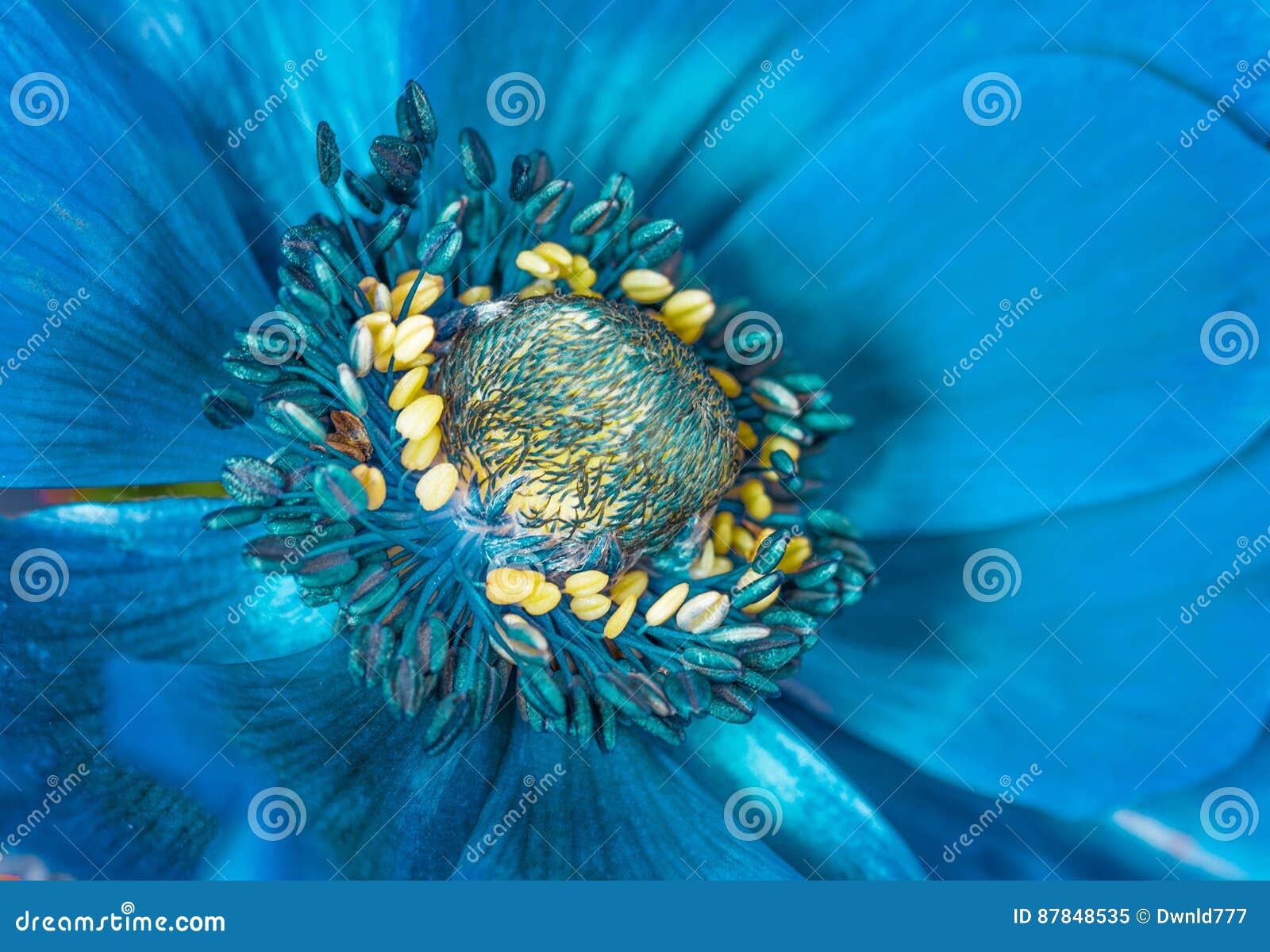 Blue flower macro stock image. Image of macro, beautiful - 87848535