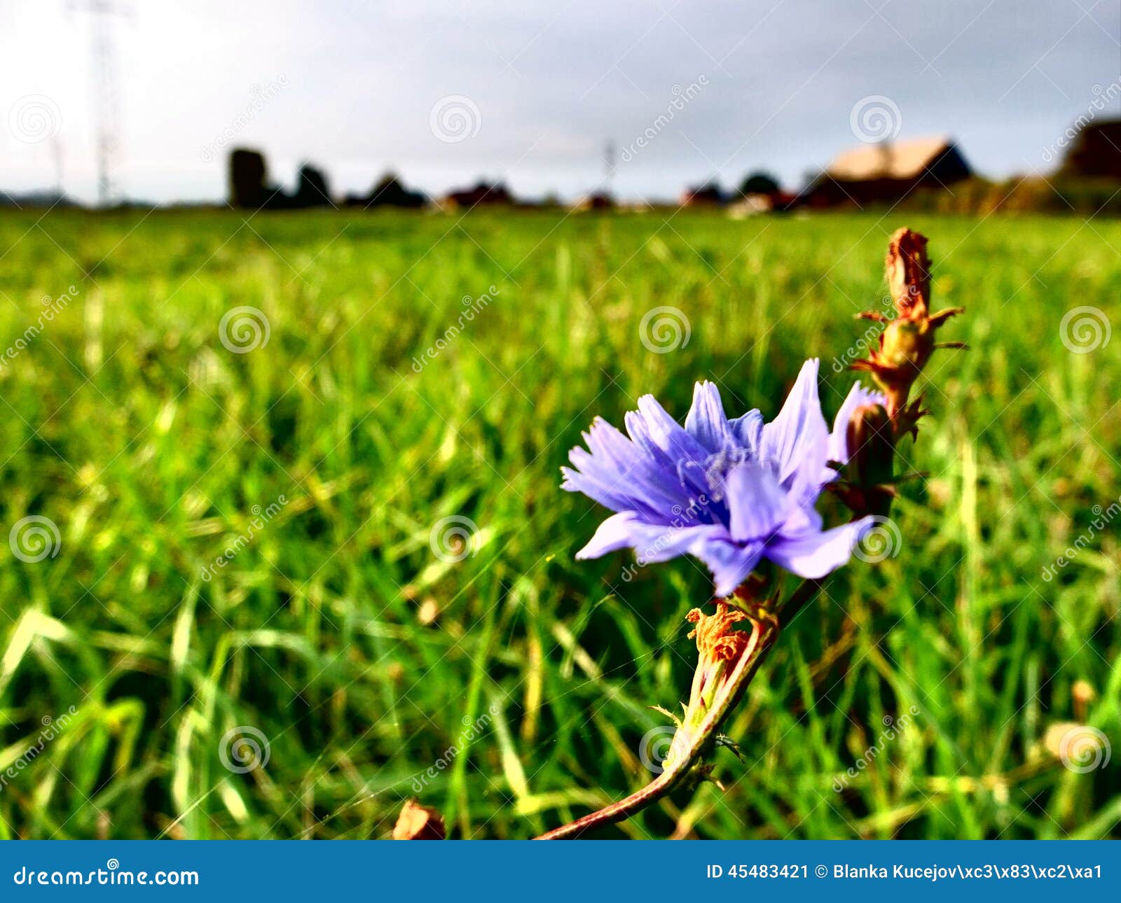 Blue flower on meadow. stock image. Image of background - 45483421