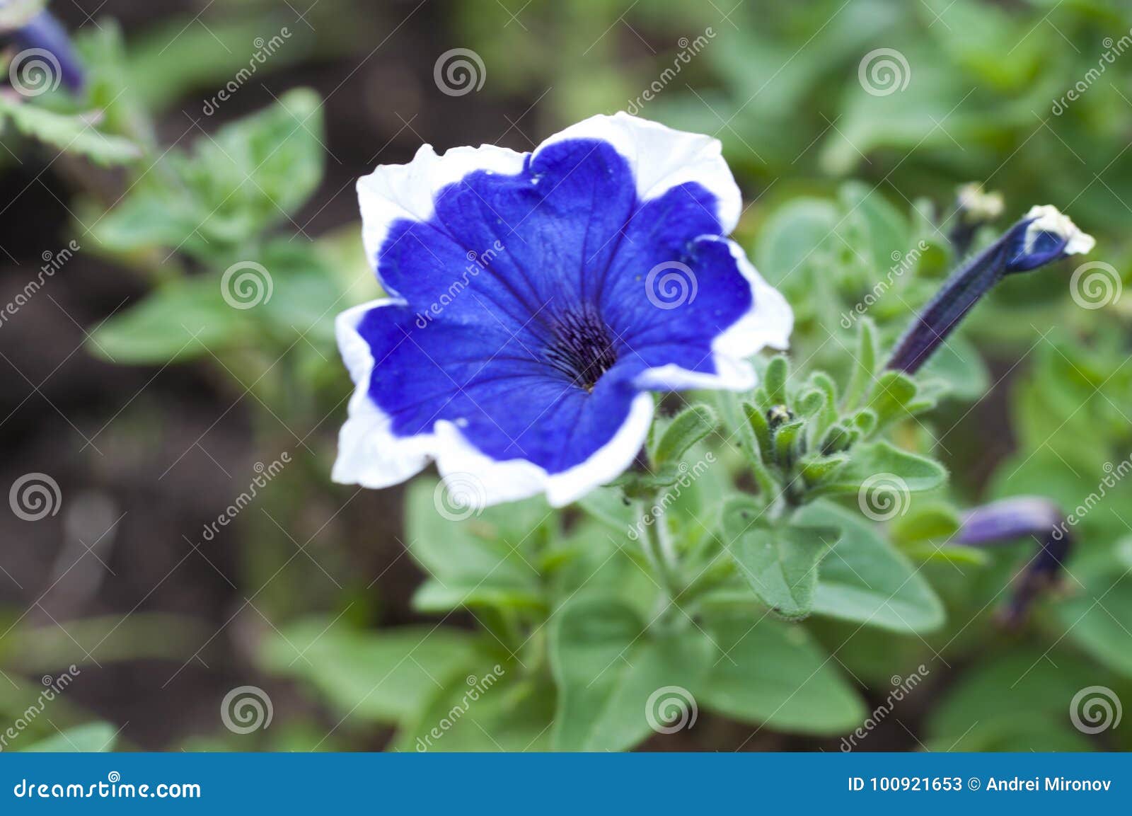 Blue flower in summer stock image. Image of blue, background - 100921653