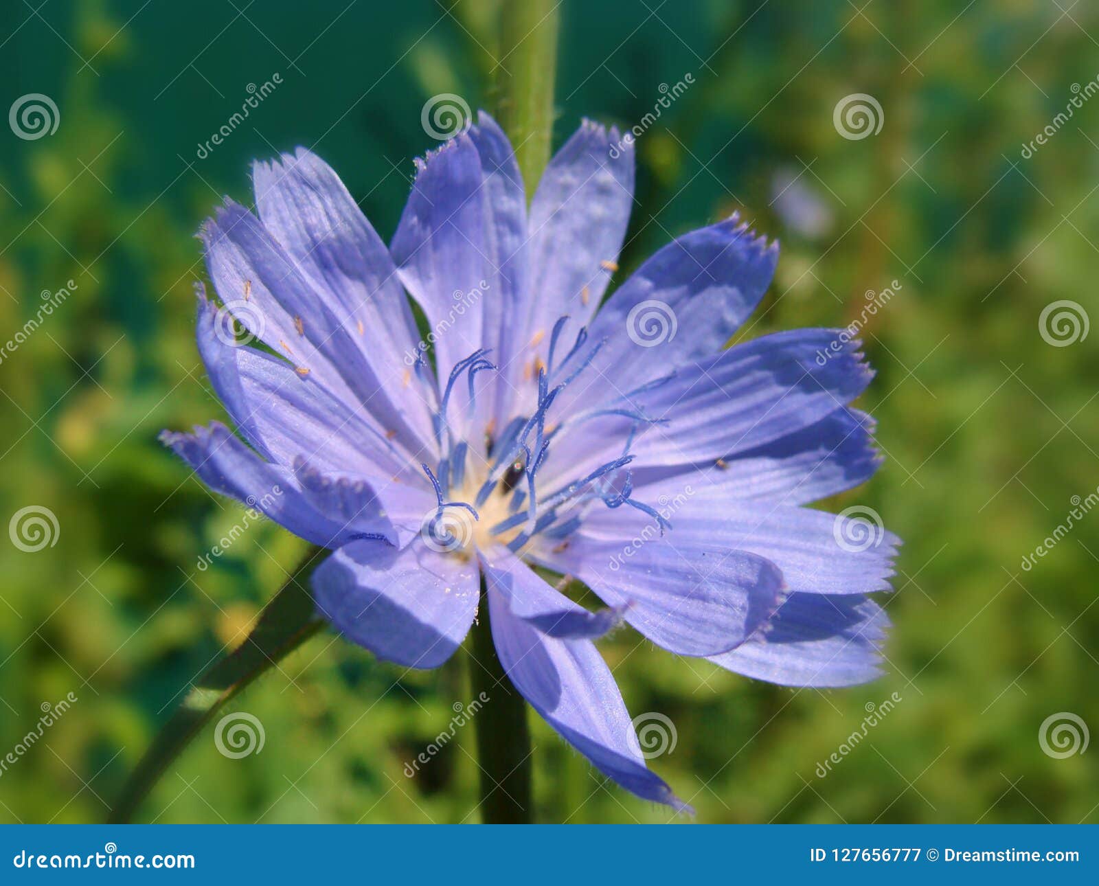 Blue Flower is an Ordinary Plant that Grows Everywhere Stock Image ...