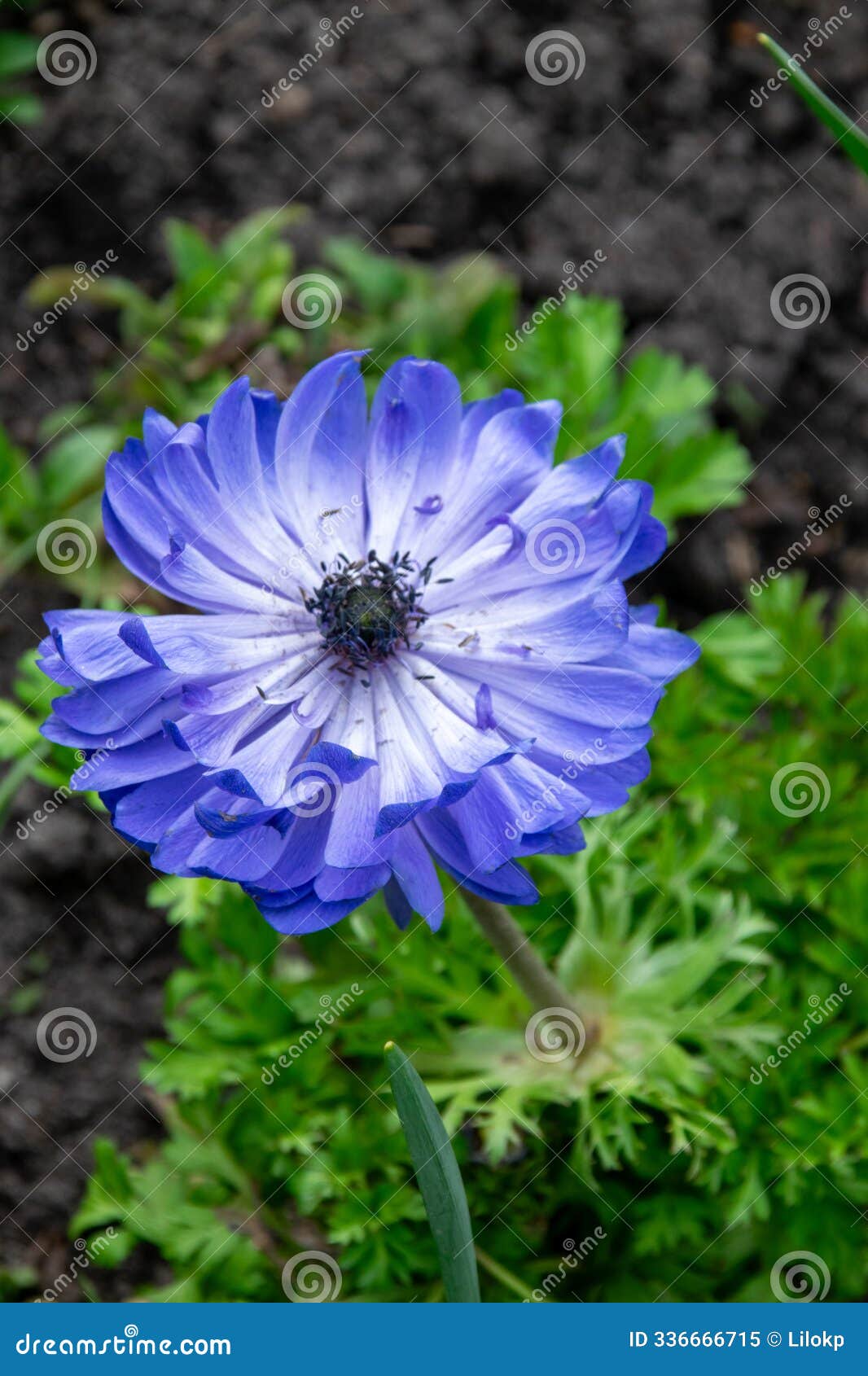 Blue Flower in a Park by Sofiero Castle in Helsingborg Sweden Stock ...