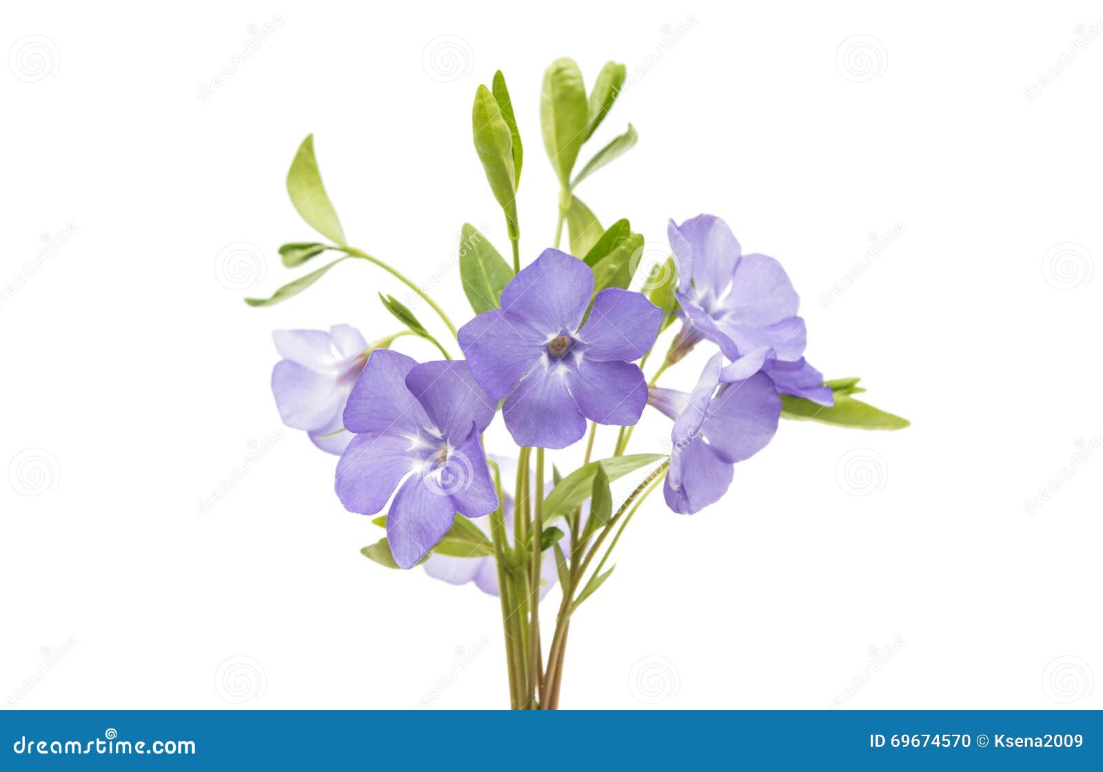 Blue Flower Periwinkle Isolated Stock Photo - Image of leaves, color ...