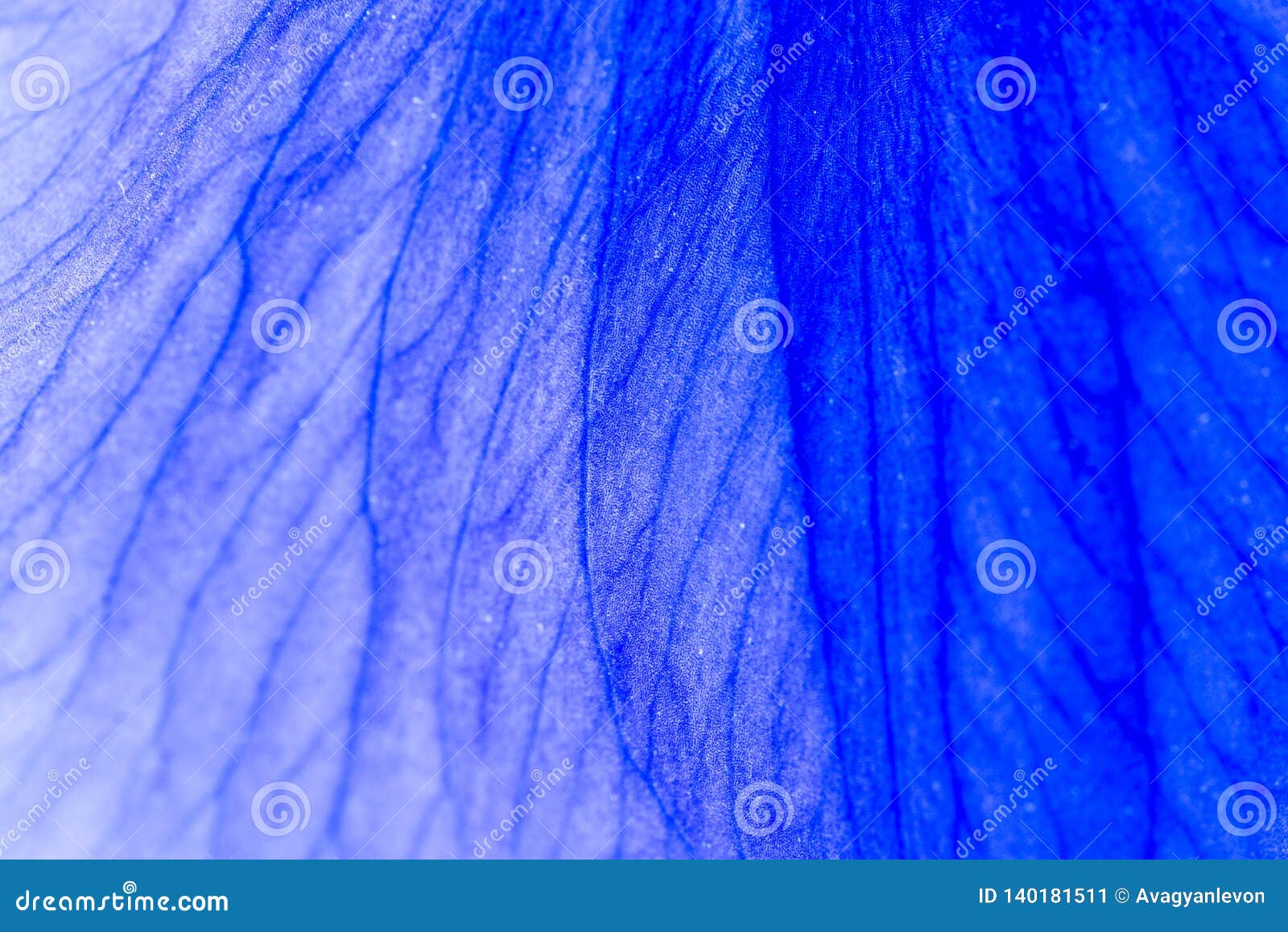 Iris Flower Petal stock image. Image of blue, macro - 140181511