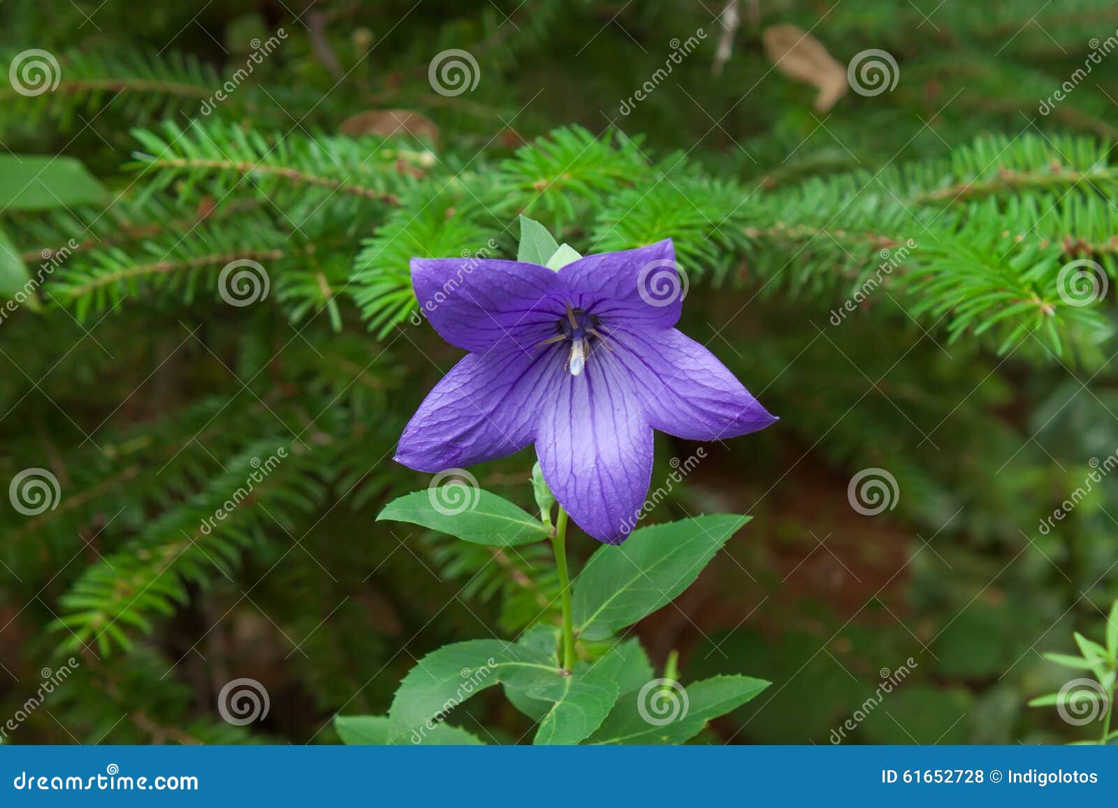 Blue flower stock photo. Image of nature, tree, close - 61652728