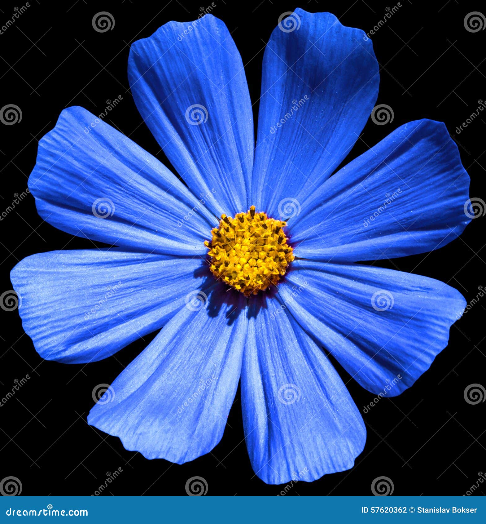 Blue Flower Primula Isolated Stock Photo - Image of decorative, product ...