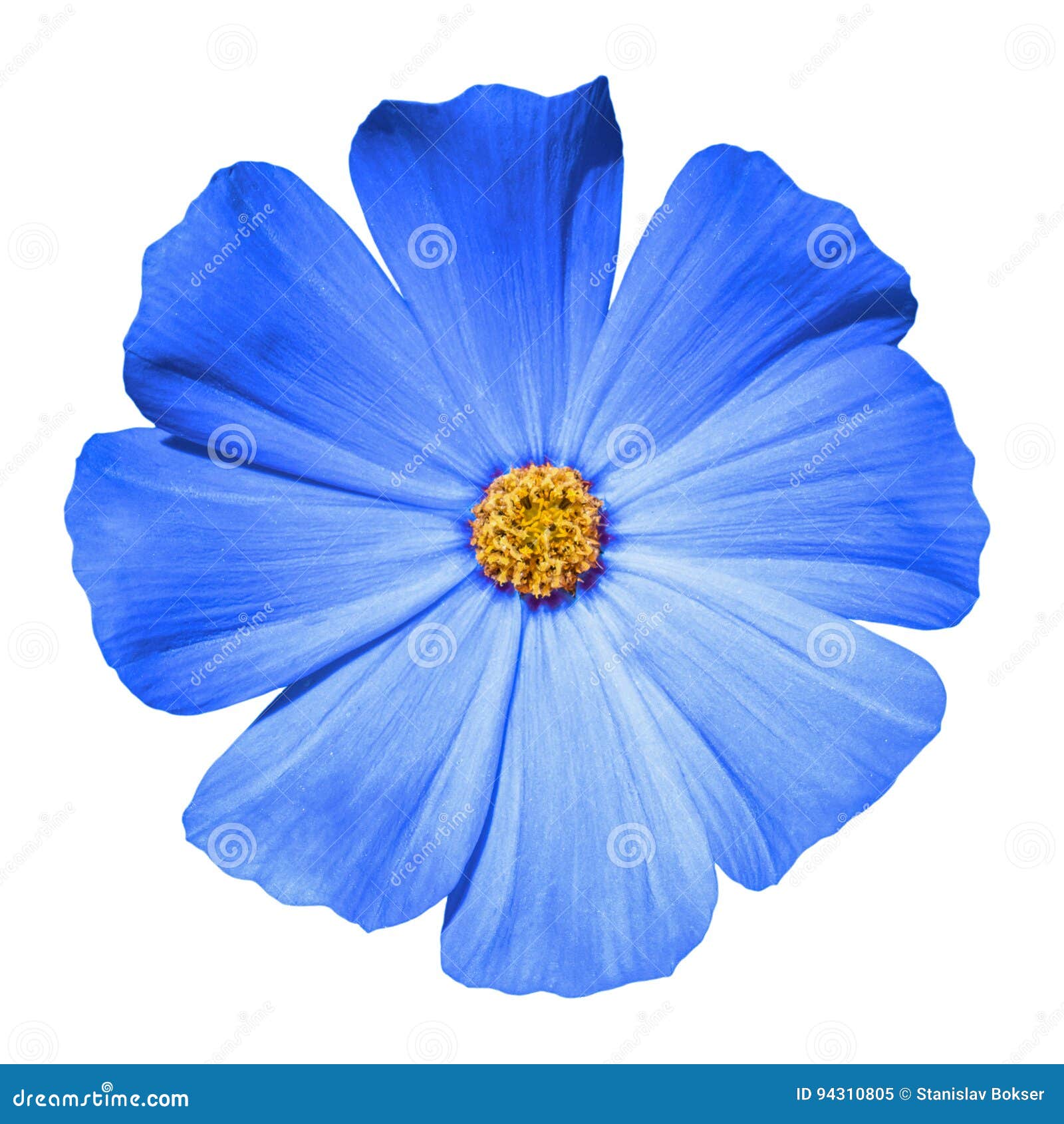 Blue Flower Primula Isolated Stock Image - Image of nature, blue: 94310805