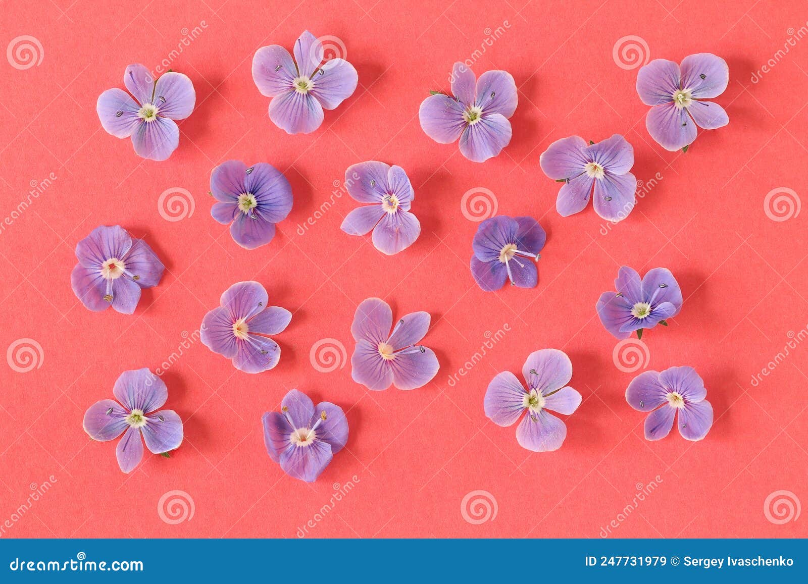 Blue Flower on Red Paper Background. Stock Image - Image of heart, card ...