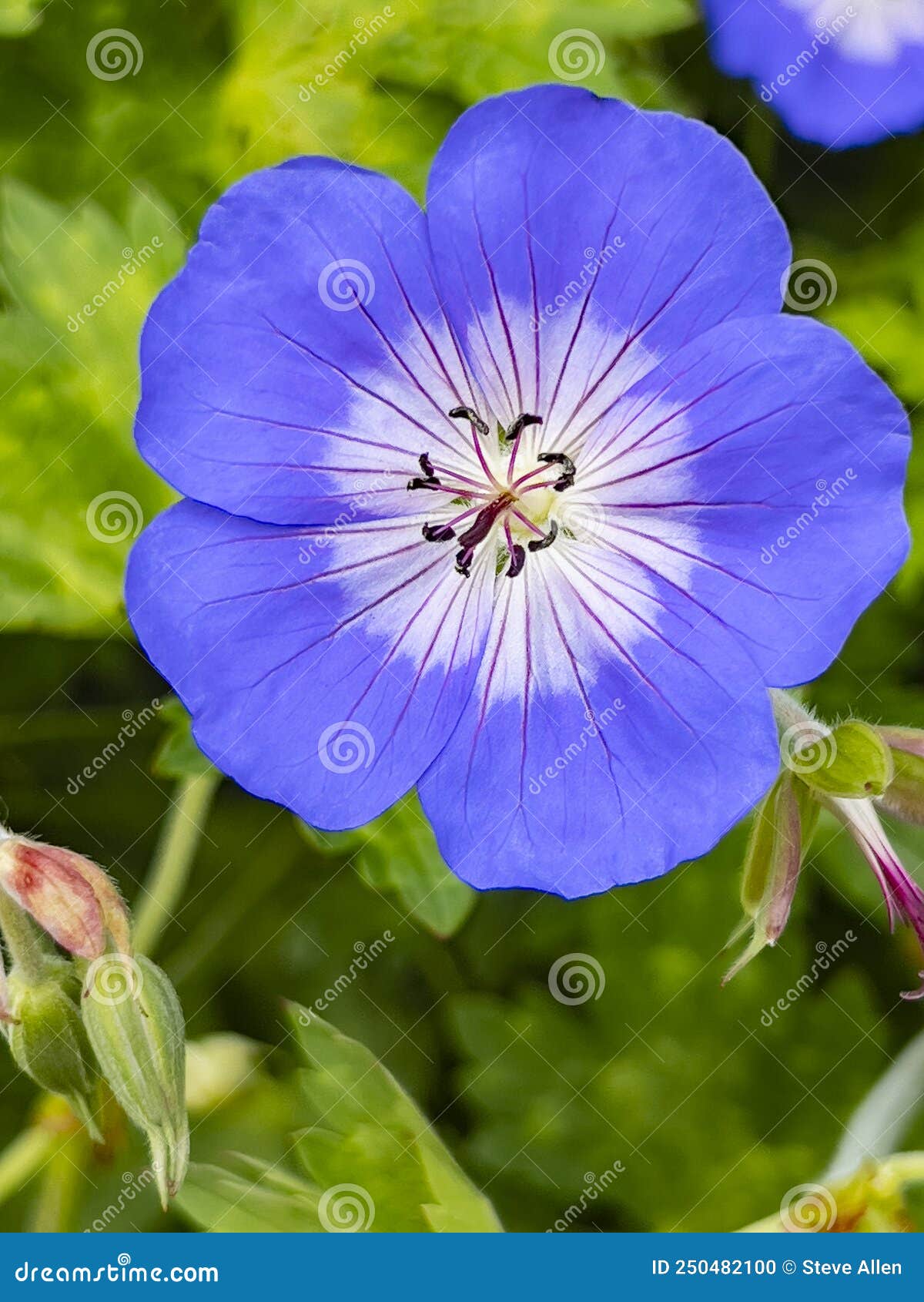 Blue Flower - Geranium stock photo. Image of floral - 250482100