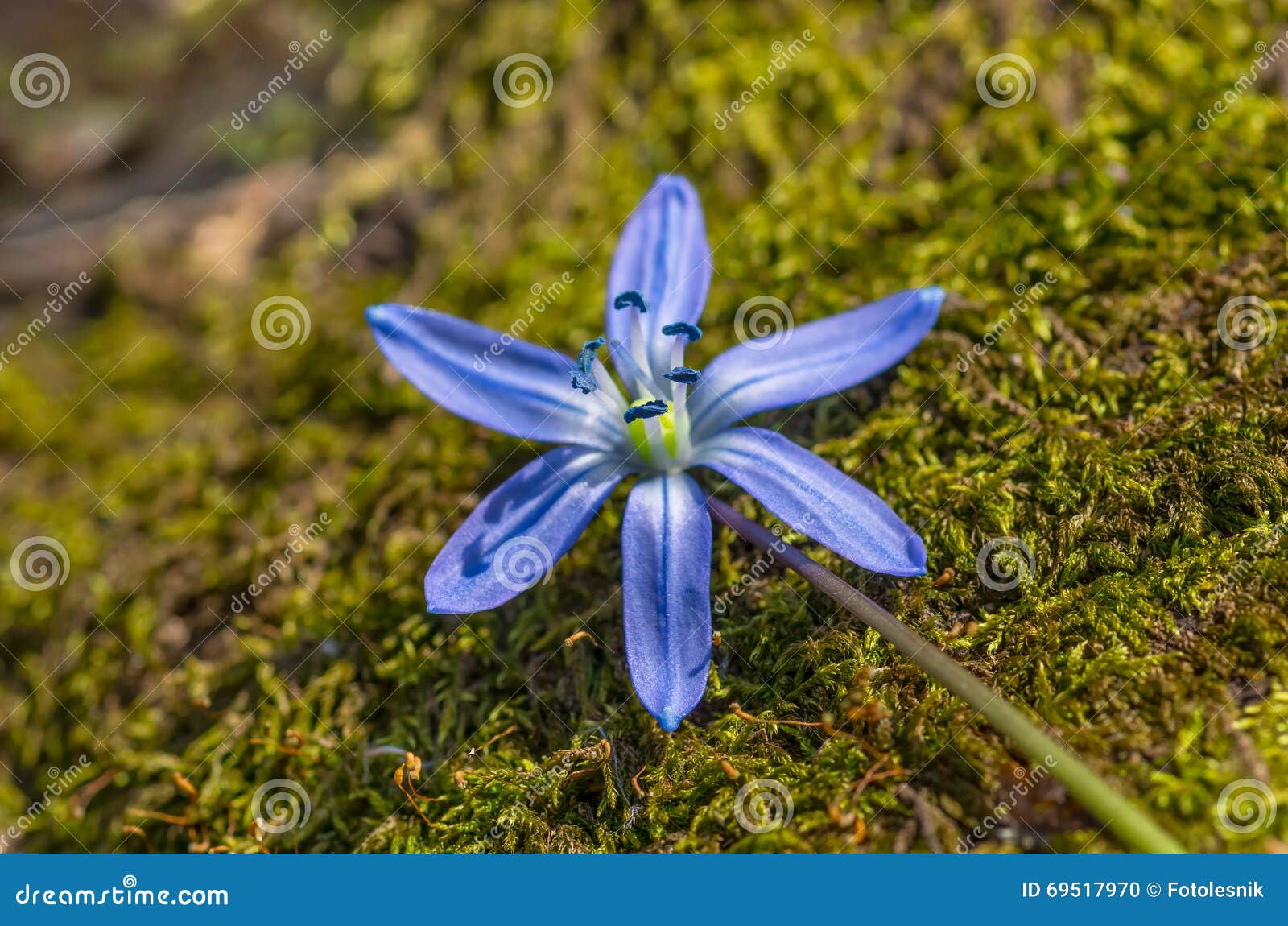 Blue flower snowdrop stock photo. Image of forest, closeup - 69517970