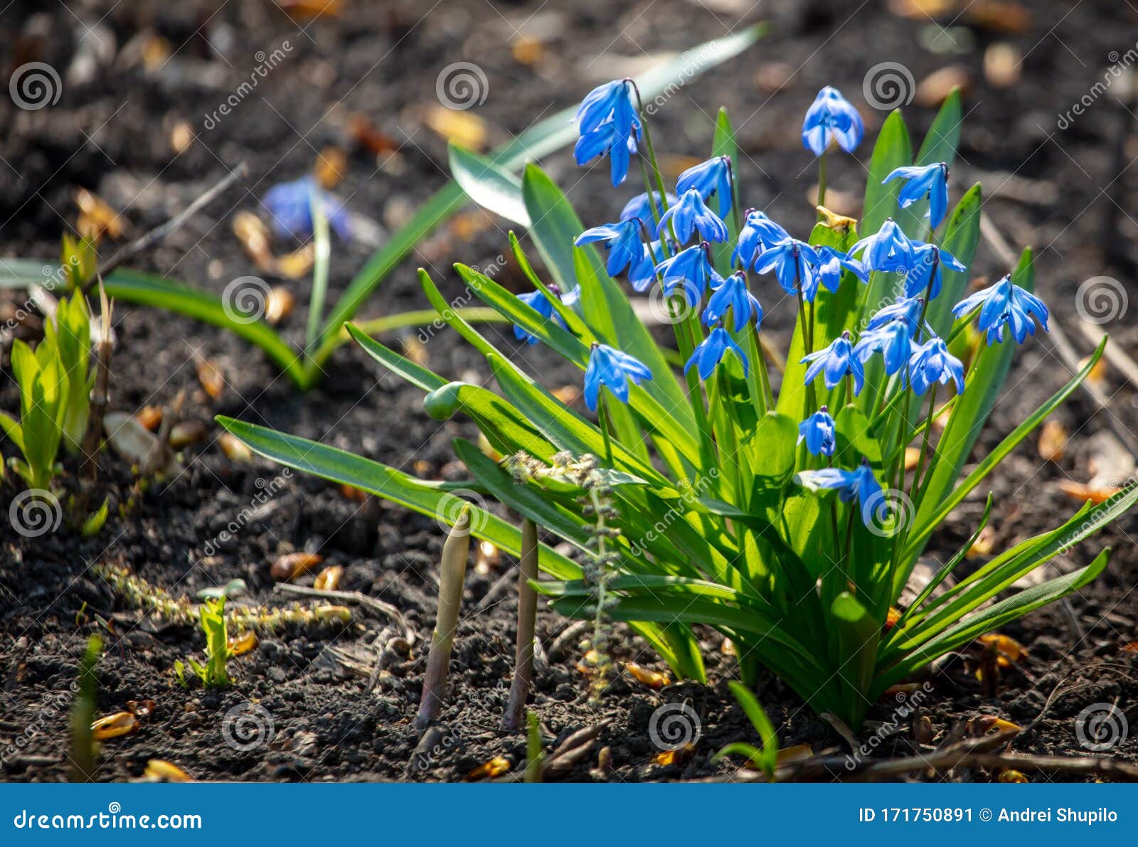 Blue Flower in the Spring Park Stock Image - Image of spring, beautiful ...