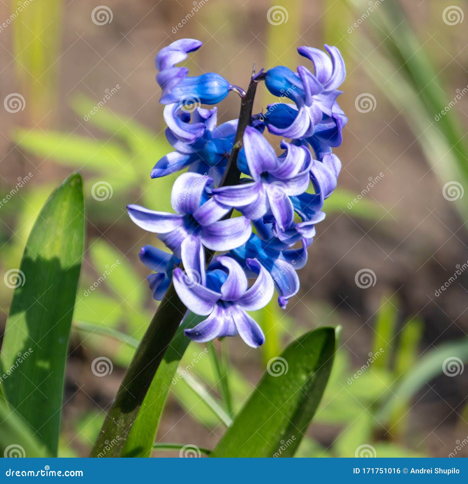 Blue Flower in the Spring Park Stock Photo - Image of white, violet ...