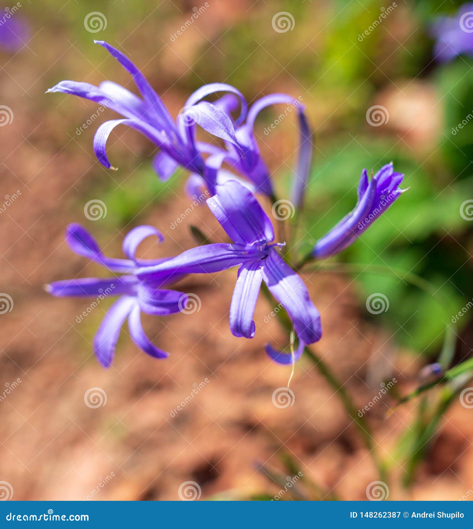 Blue Flower in the Spring Steppe Stock Image - Image of leaf, flower ...