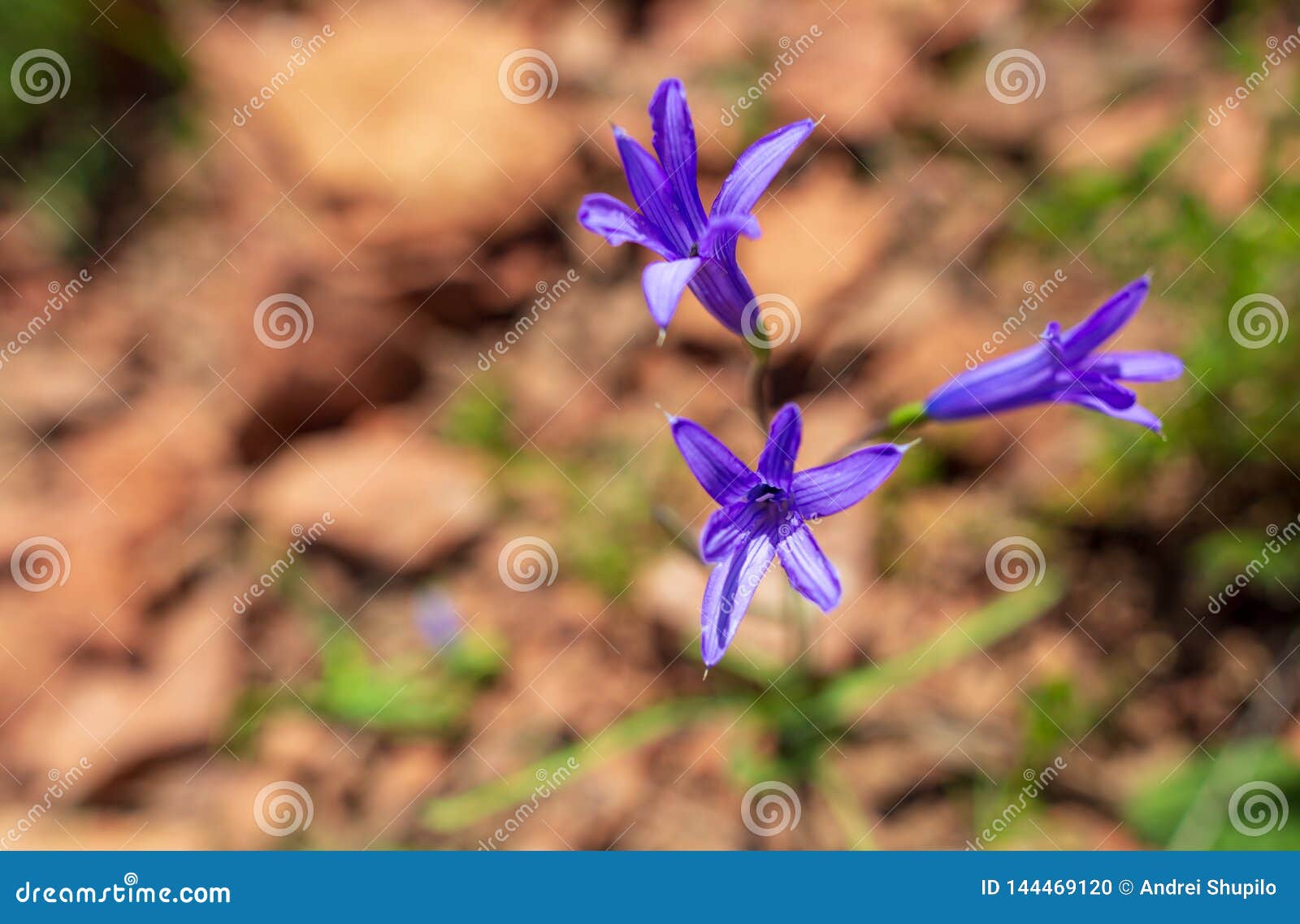 Blue Flower in the Spring Steppe Stock Photo - Image of blue, leaf ...