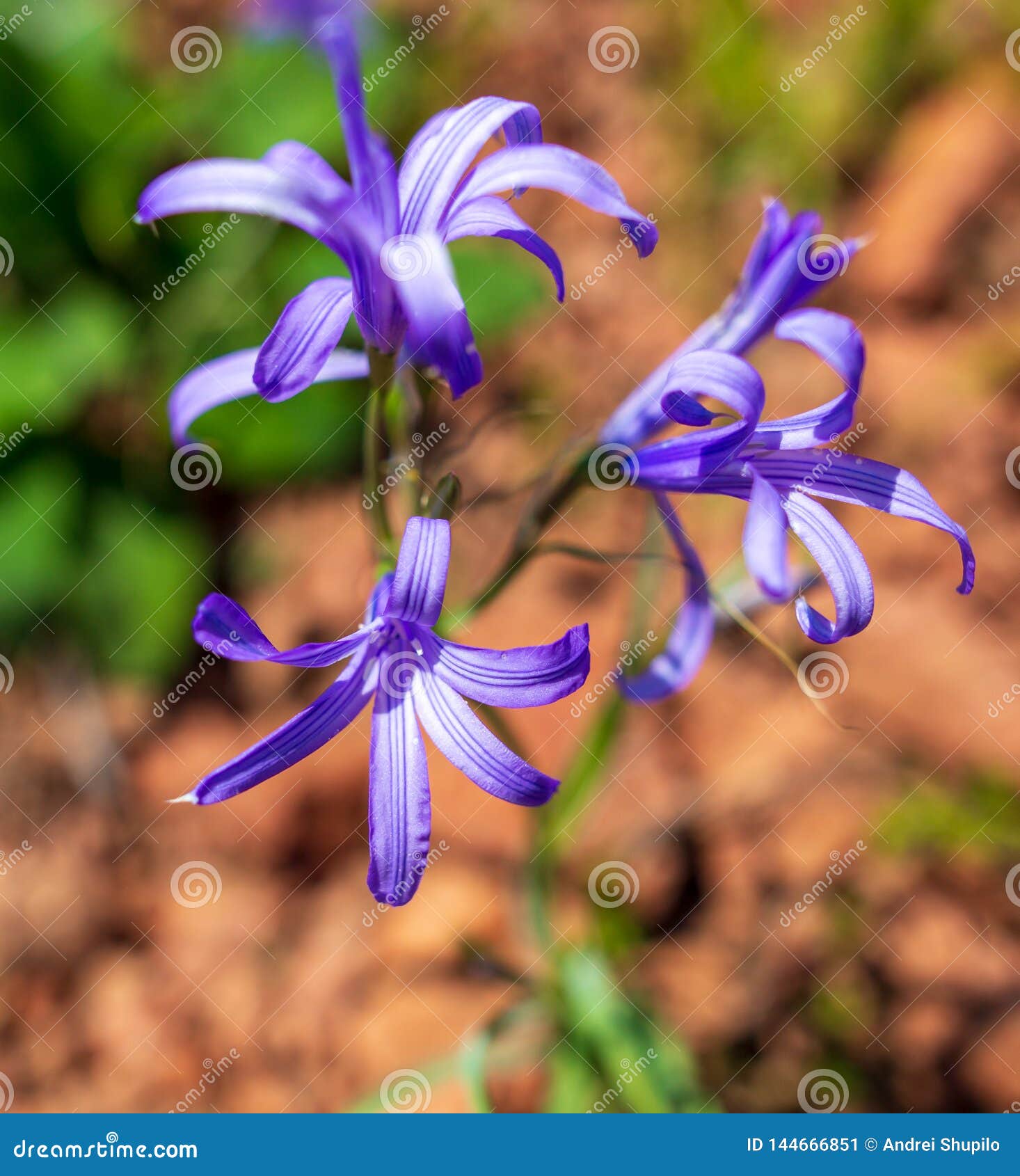 Blue Flower in the Spring Steppe Stock Image - Image of plant, grass ...