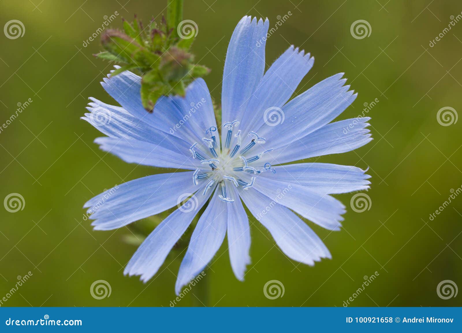 Blue flower in summer stock photo. Image of flower, delicate - 100921658