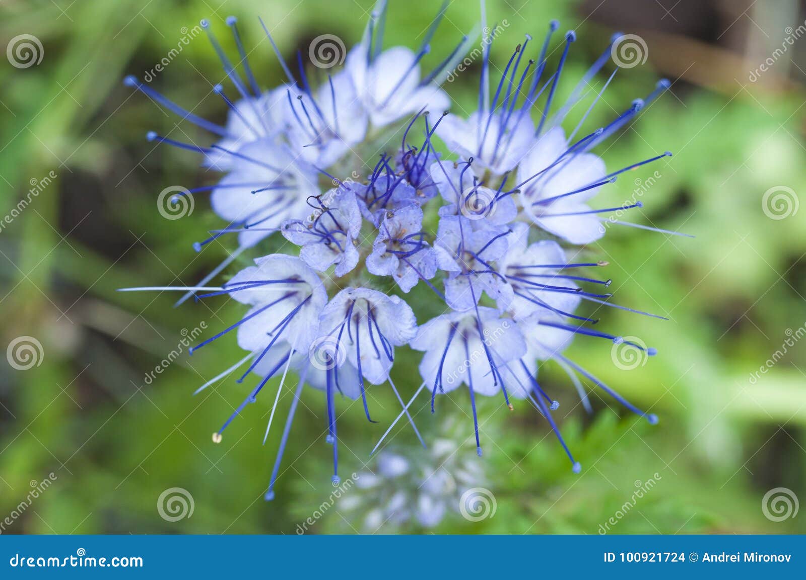 Blue flower in summer stock photo. Image of petal, detail - 100921724
