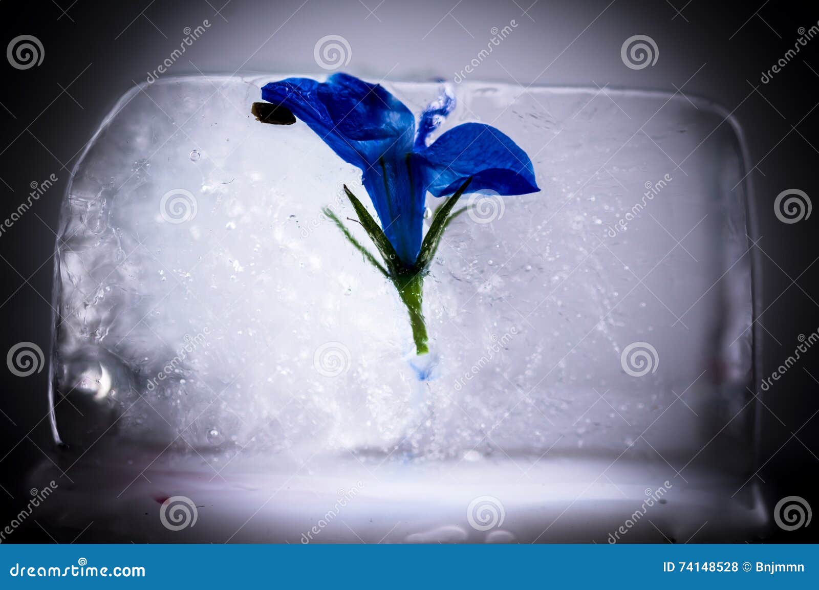 Blue Flower Trapped in Ice Cube Stock Photo - Image of dramatic, flower ...