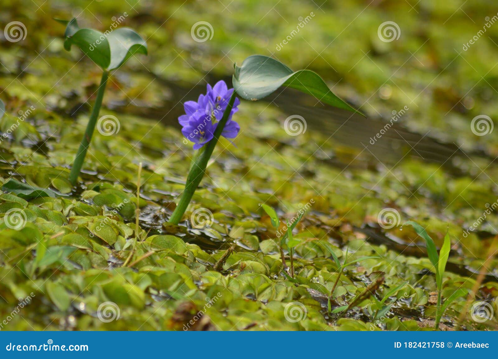Blue flower on water stock photo. Image of flower, blossom - 182421758