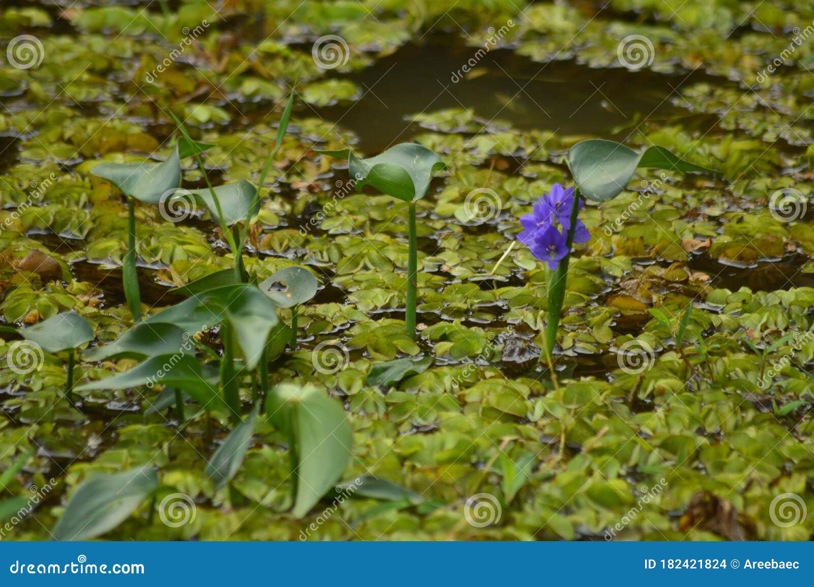 Blue flower on water stock photo. Image of shrub, autumn - 182421824