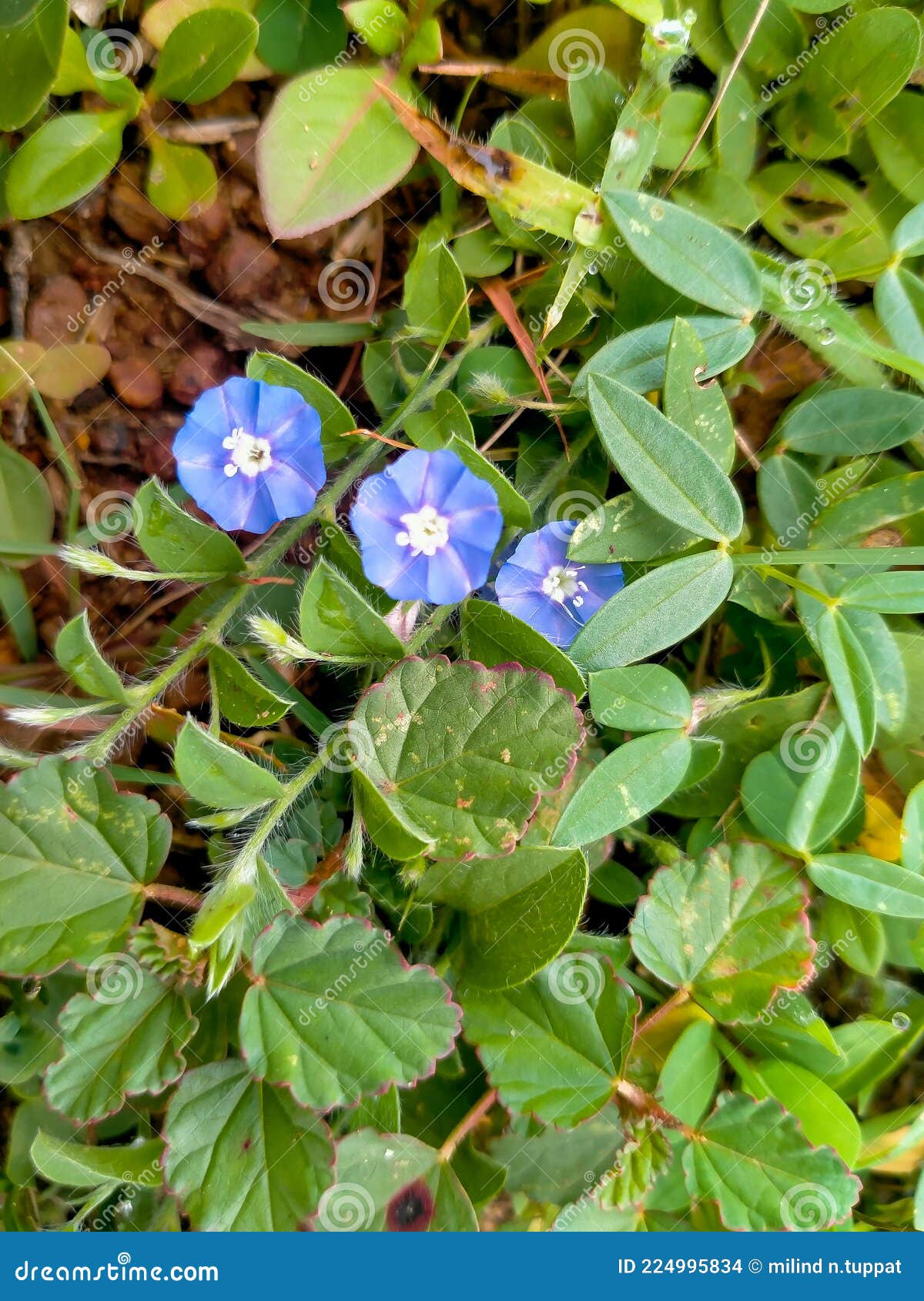 Blue flower of weeds. stock photo. Image of dark, flower - 224995834