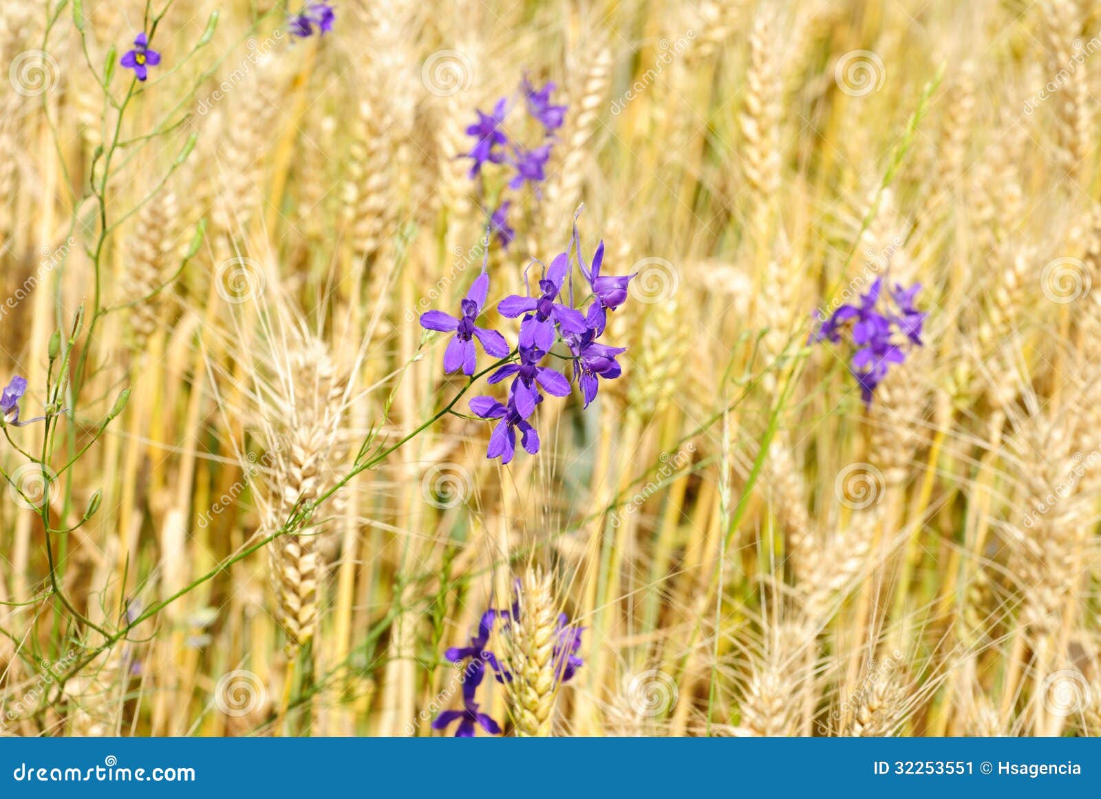 Blue flower on wheat field stock image. Image of food - 32253551