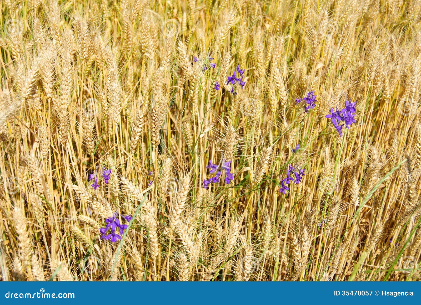 Blue Flower on Wheat Field Background Stock Image - Image of crop ...