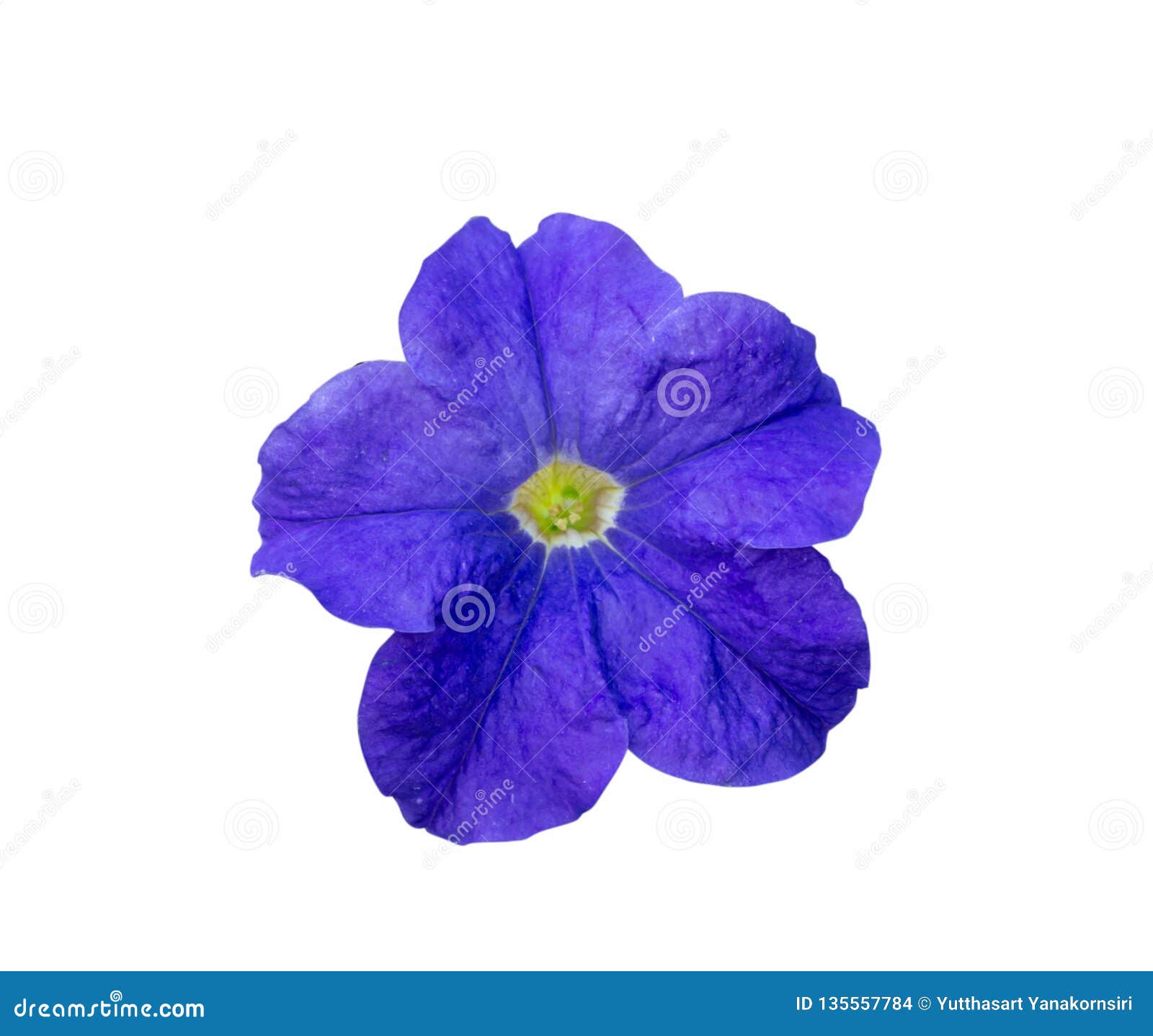 Blue Flower on a White Background Stock Photo - Image of beauty, blue ...