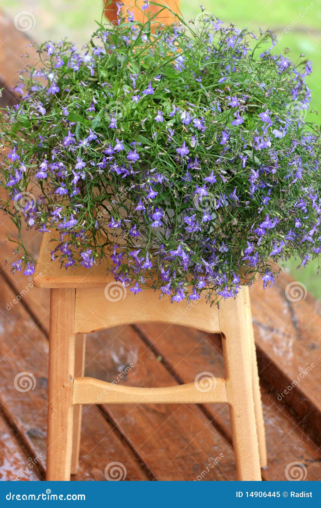 Blue Flower on Wooden Stool Stock Image - Image of blossom, colored ...