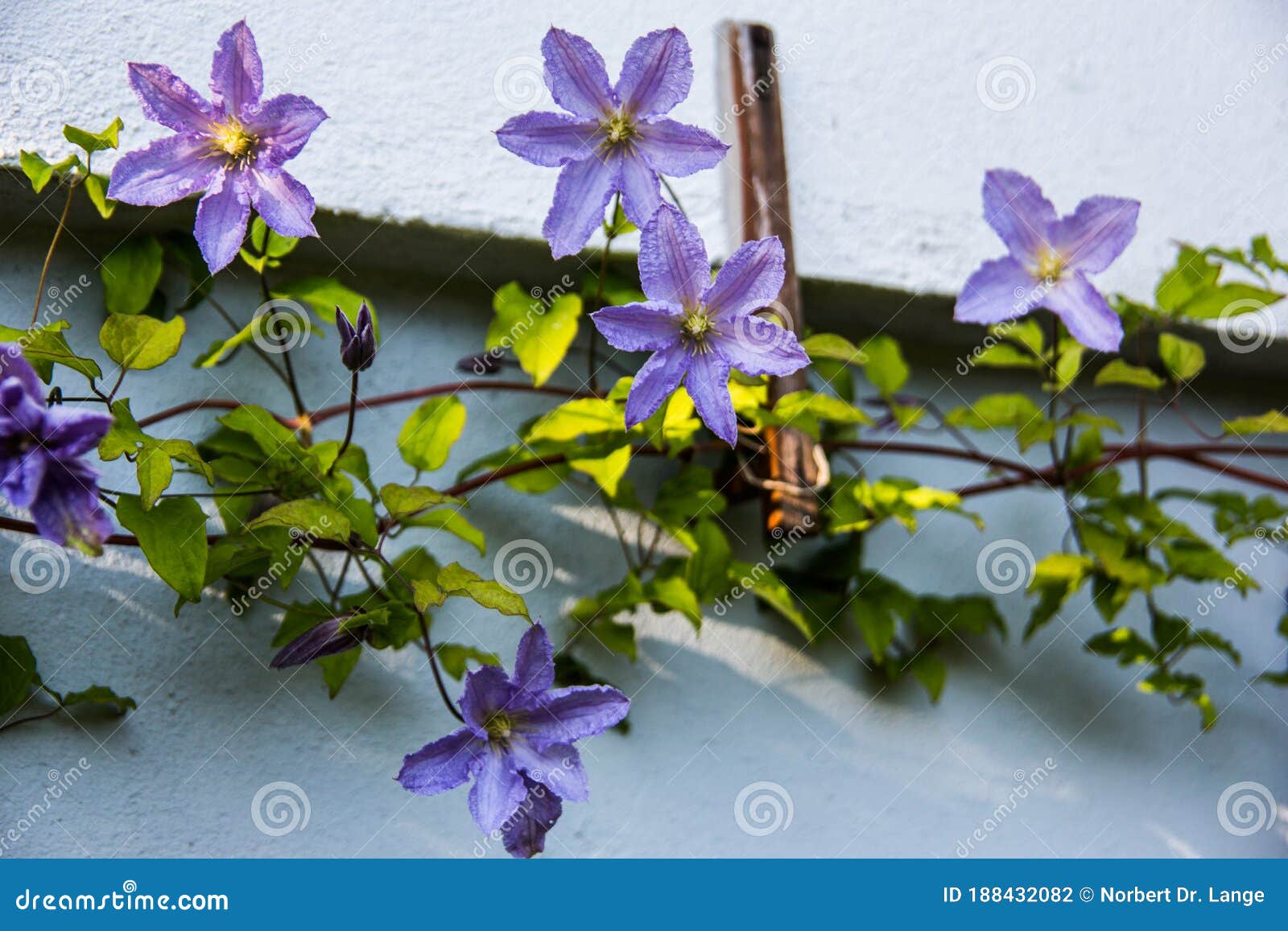 Blue Flowering Clematis on Tendril Stock Photo - Image of tendril ...