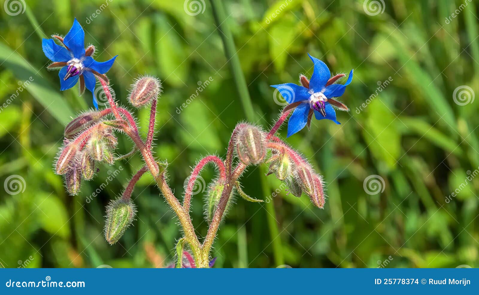 Blue flowering Starflower stock photo. Image of anual - 25778374
