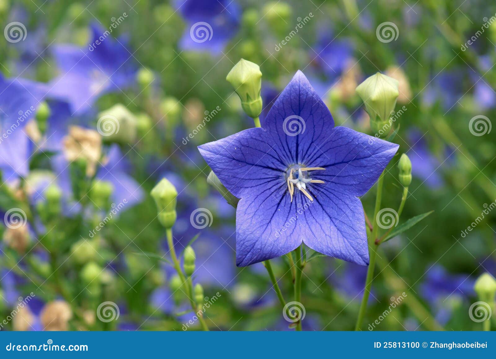 Blue Pentagon Flower Stock Photos - Free & Royalty-Free Stock Photos ...