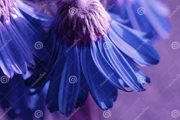 Blue Flowers stock image. Image of purple, cold, dying, flowers - 29525