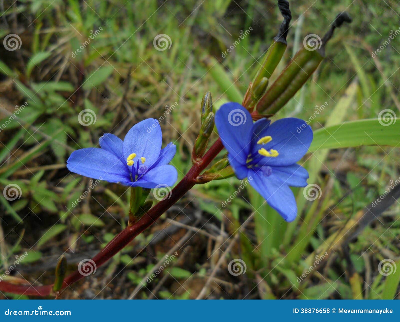 2flowers Stock Photos - Free & Royalty-Free Stock Photos from Dreamstime