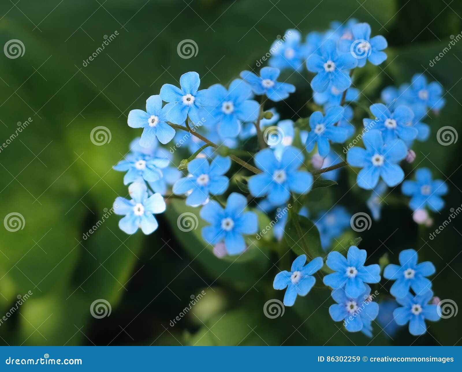 Blue Flowers Picture. Image: 86302259