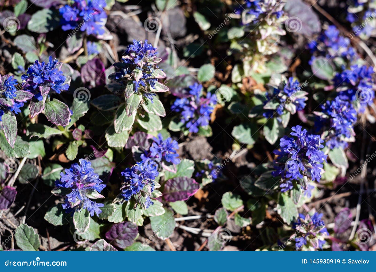 Blue flowers ajuga reptans stock image. Image of flower - 145930919